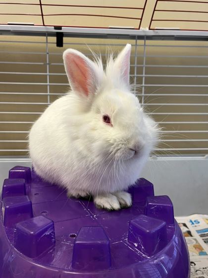 Colonel - Young-Williams Animal Center