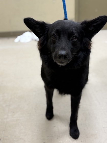 cassie - Young-Williams Animal Center