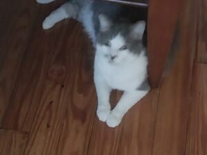 Casper - Young-Williams Animal Center