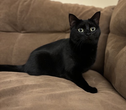 Pixie Riddle - Young-Williams Animal Center