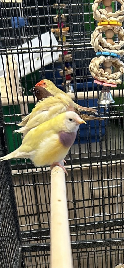 3 - Young-Williams Animal Center