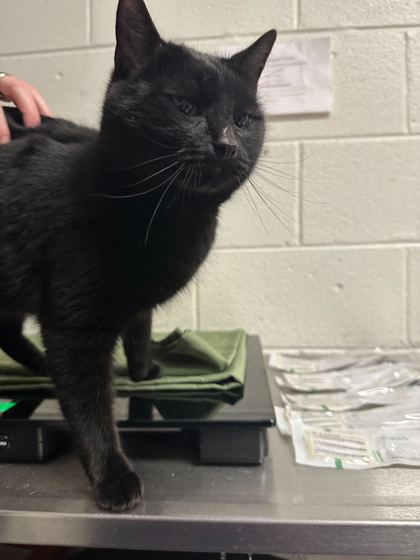 Siren - Young-Williams Animal Center