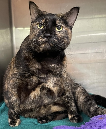 Scarlet - Young-Williams Animal Center