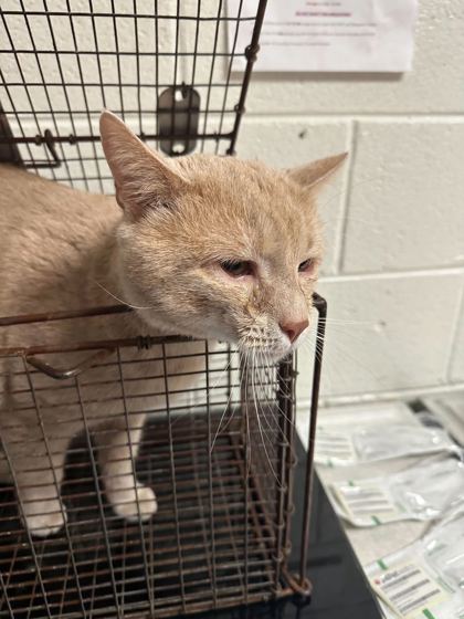 Winston - Young-Williams Animal Center