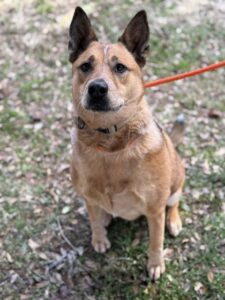 Tula - Young-Williams Animal Center