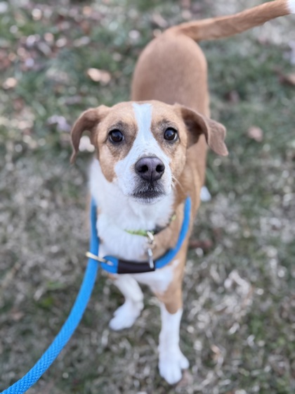 Bella Boogaloo - Young-Williams Animal Center