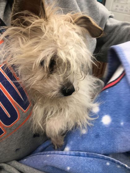 Oompa Loompa - Young-Williams Animal Center