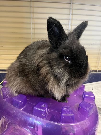 Coal - Young-Williams Animal Center