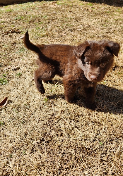 Toblerone - Young-Williams Animal Center