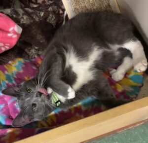 Otis - Young-Williams Animal Center