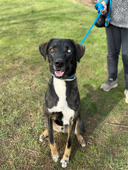 Dunkin - Young-Williams Animal Center