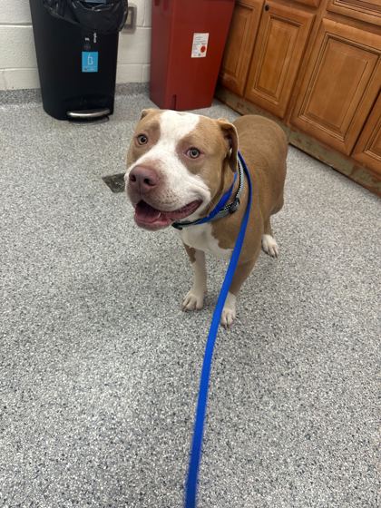 Zeus - Young-Williams Animal Center