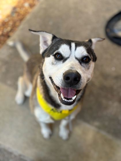 57904940 - Young-Williams Animal Center