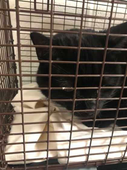 Virgo - Young-Williams Animal Center