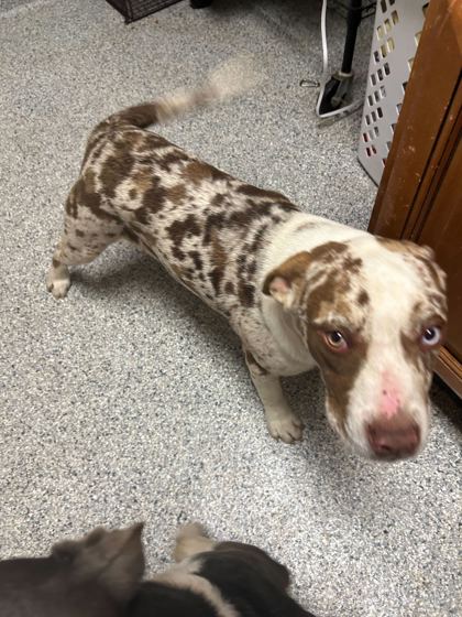 Spot - Young-Williams Animal Center