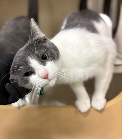 Tobi - Young-Williams Animal Center