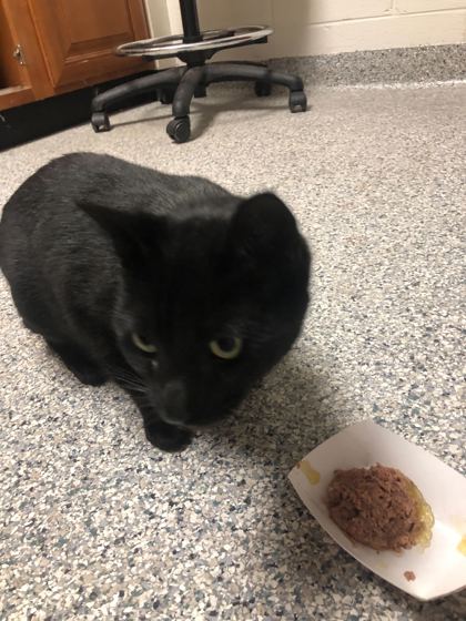 Chai - Young-Williams Animal Center