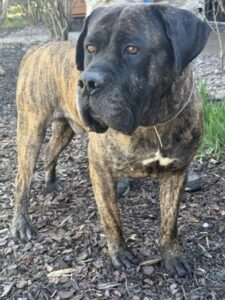 Deuce - Young-Williams Animal Center