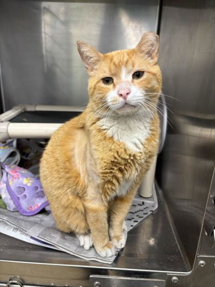 Boomer - Young-Williams Animal Center