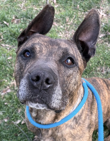 Shakey - Young-Williams Animal Center