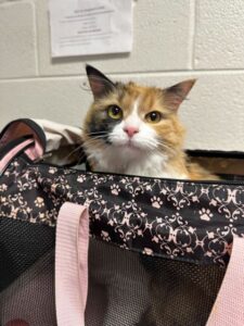 Pipsqueak - Young-Williams Animal Center