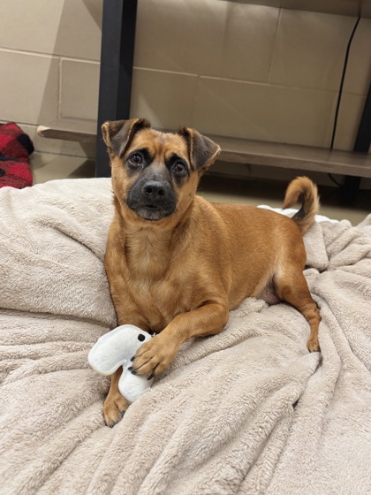 Recon - Young-Williams Animal Center