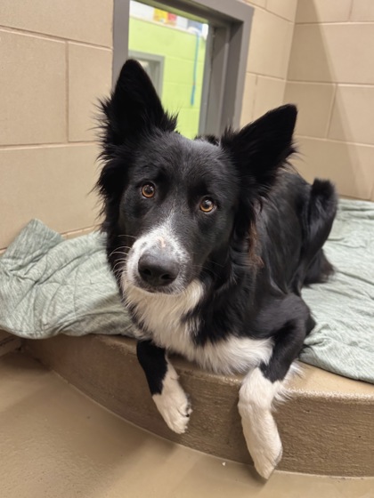 Popeye - Young-Williams Animal Center