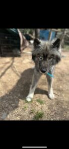 Sheeka - Young-Williams Animal Center