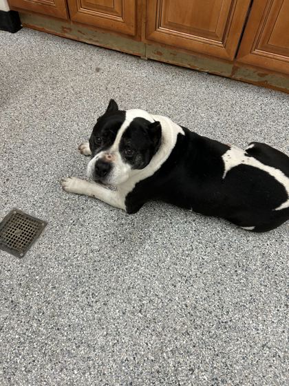Vado - Young-Williams Animal Center
