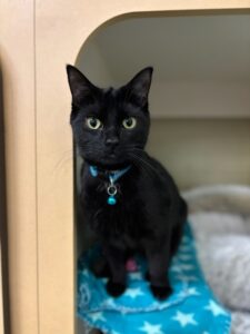 Melvin Jr - Young-Williams Animal Center