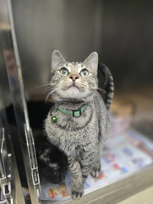 Chris Jericho - Young-Williams Animal Center