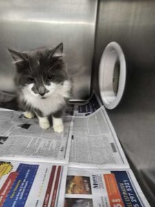 Jerald - Young-Williams Animal Center