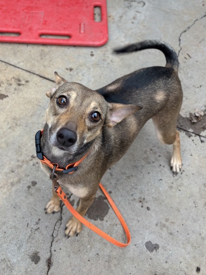 58051549 - Young-Williams Animal Center