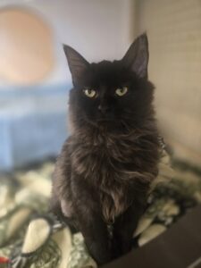Bingus - Young-Williams Animal Center