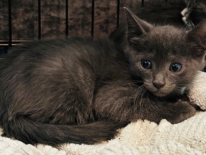 Ash - Young-Williams Animal Center