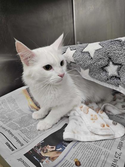 Vodka - Young-Williams Animal Center