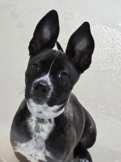 Umbra - Young-Williams Animal Center