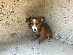 Bindi - Young-Williams Animal Center