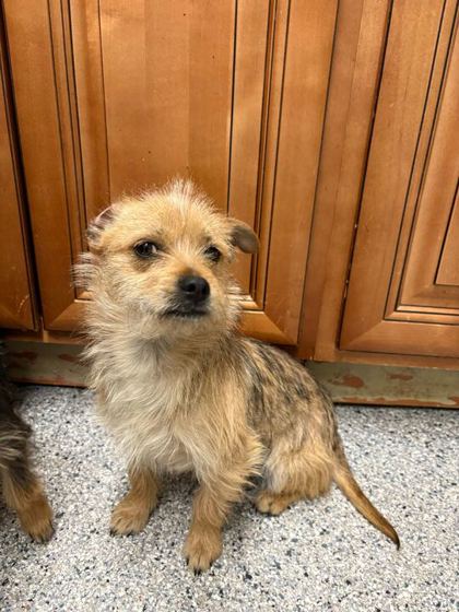 58309214 - Young-Williams Animal Center