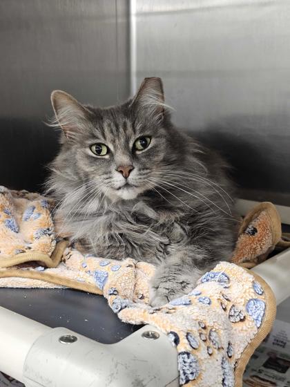 58379792 - Young-Williams Animal Center