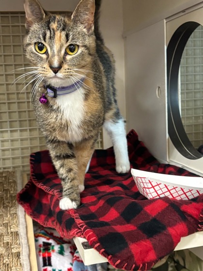 58345417 - Young-Williams Animal Center