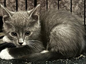 Gris - Young-Williams Animal Center