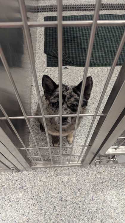 Lex - Young-Williams Animal Center