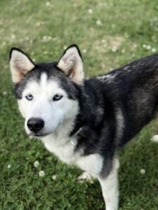 Rolo - Young-Williams Animal Center