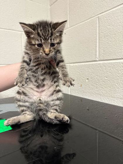 1 - Young-Williams Animal Center