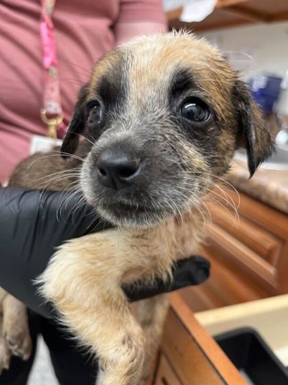 58533114 - Young-Williams Animal Center