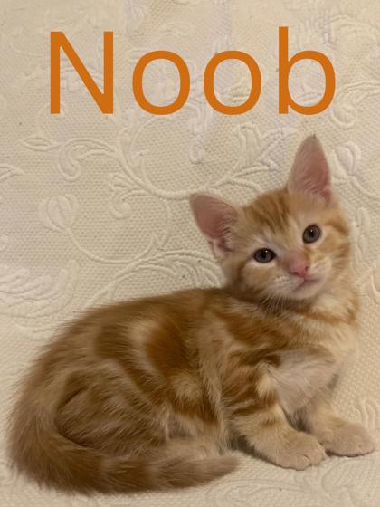 Noob - Young-Williams Animal Center