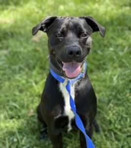 Blaze - Young-Williams Animal Center