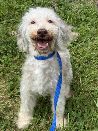 Marley - Young-Williams Animal Center