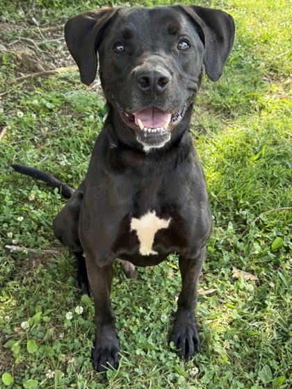 Samoa - Young-Williams Animal Center